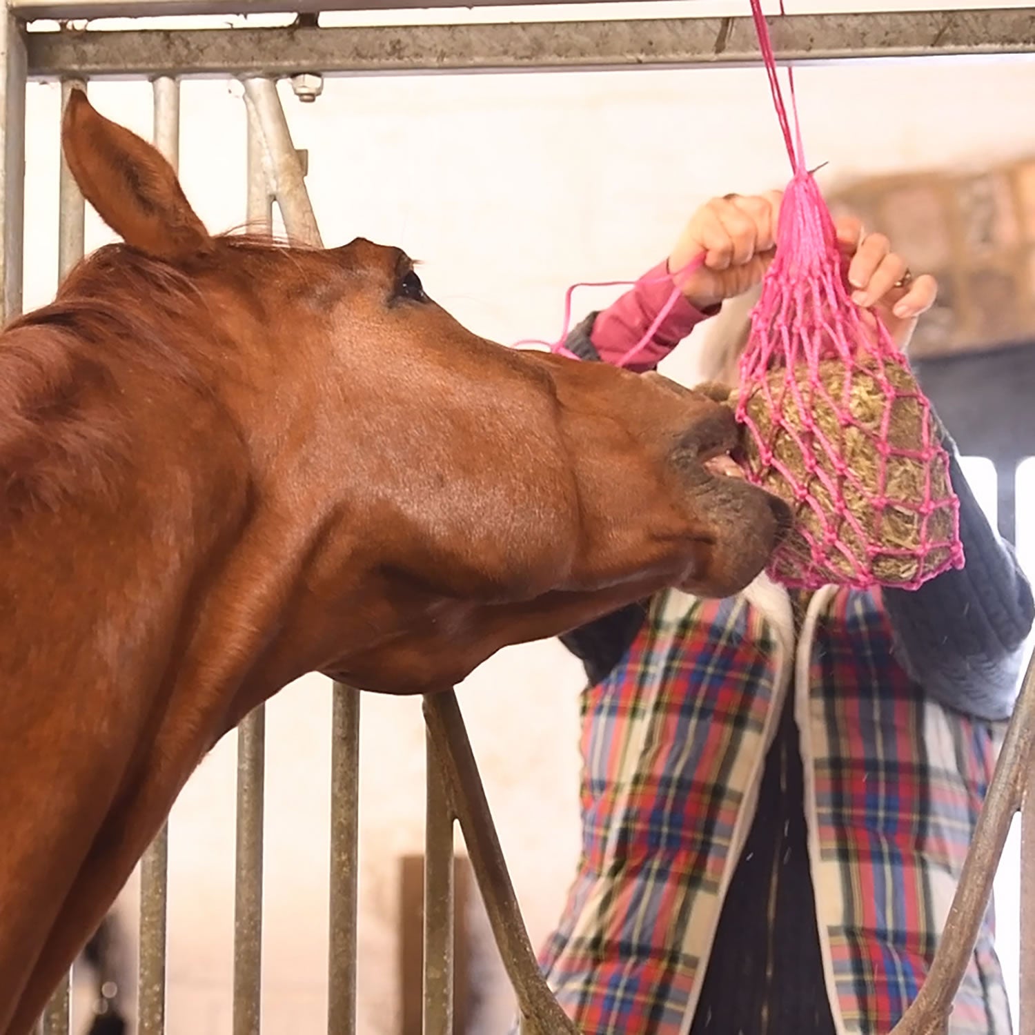 Equilibrium Munch Net – The Bedding Barn